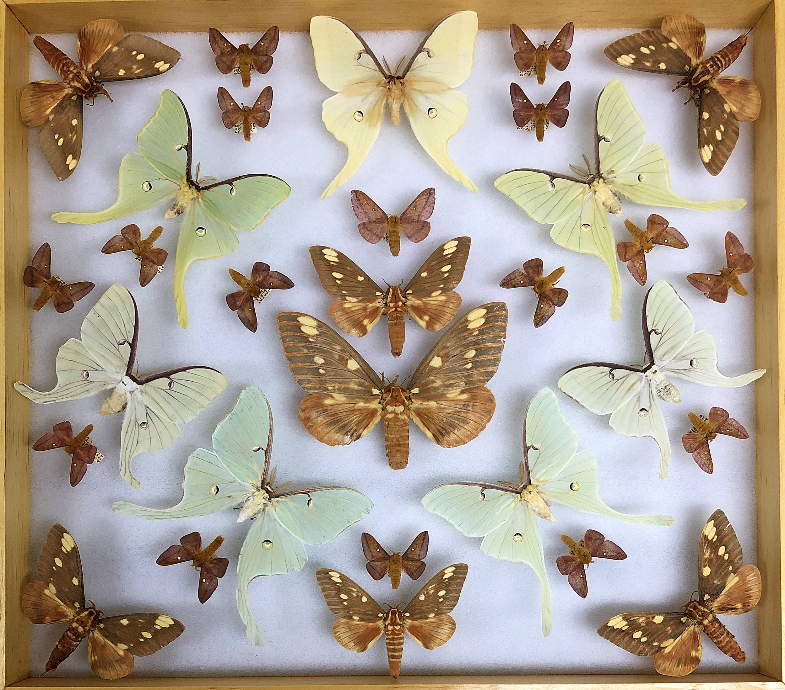 Gallery 01 – Rocheleau Lepidoptera - Wisconsin Insect Research Collection